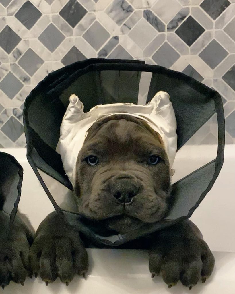Ear Cropping | Clermont Animal Hospital