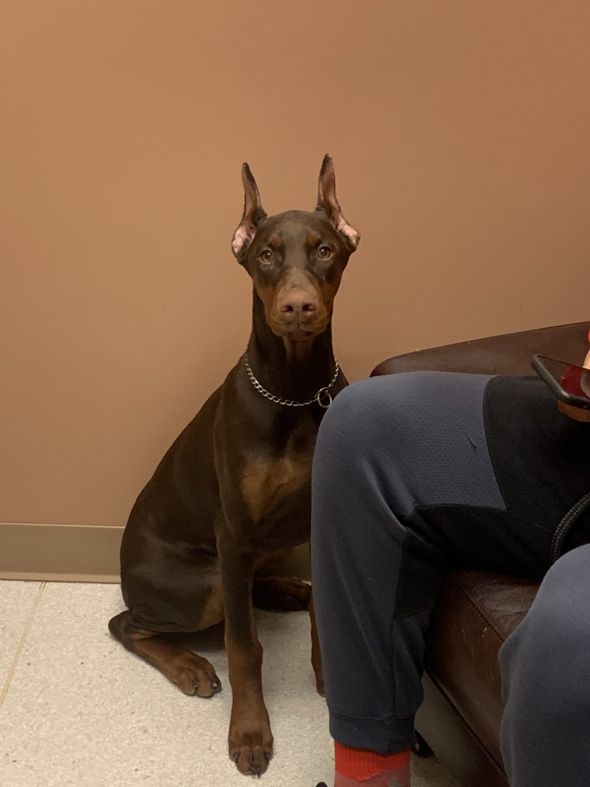 Ear Cropping | Clermont Animal Hospital